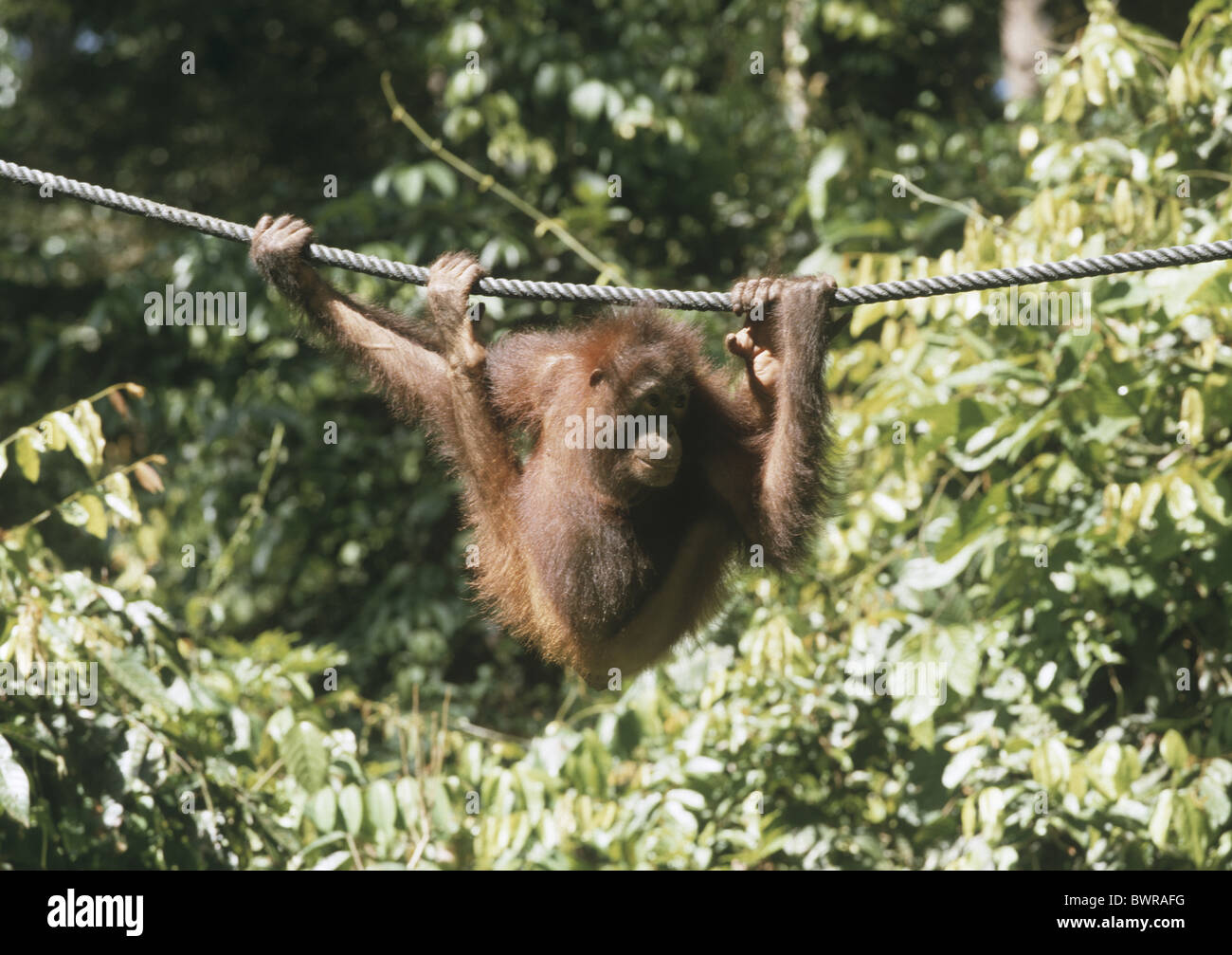 Malaysia Borneo island Southeast Asia State of Sabah Sepilok Orang-utan ...