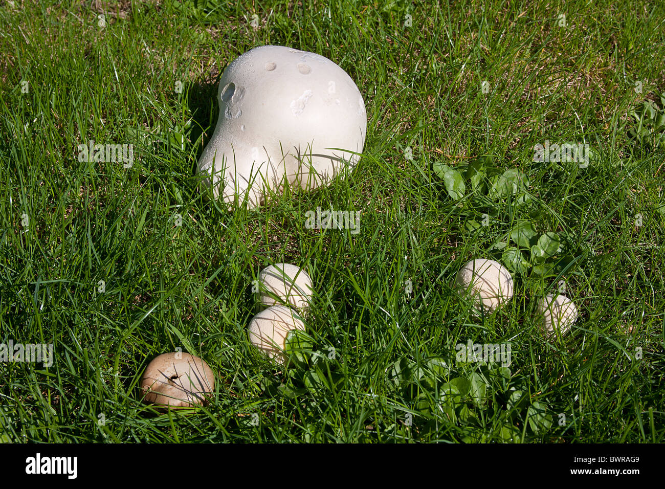 Giant puffball mushrooms hi-res stock photography and images - Alamy