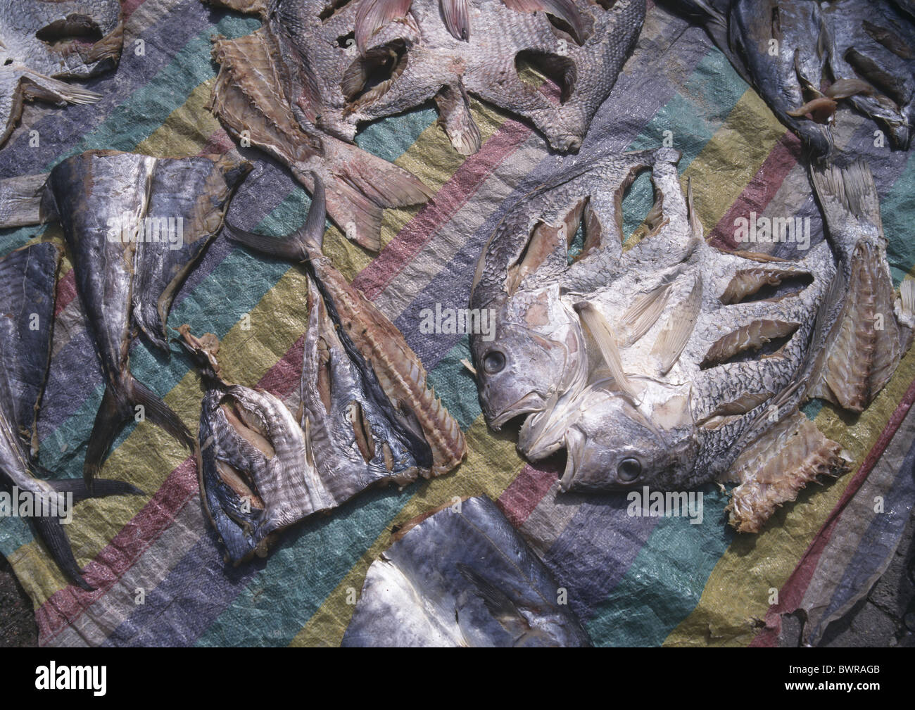 Malaysia Borneo island Southeast Asia State of Sabah Kota Kinabalu fish ...