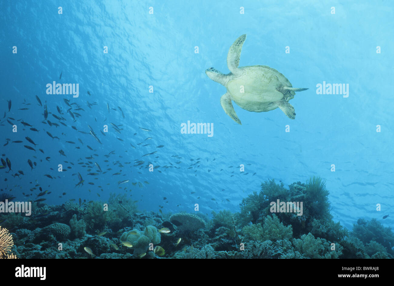 Malaysia Borneo island Southeast Asia State of Sabah Sipadan island ...