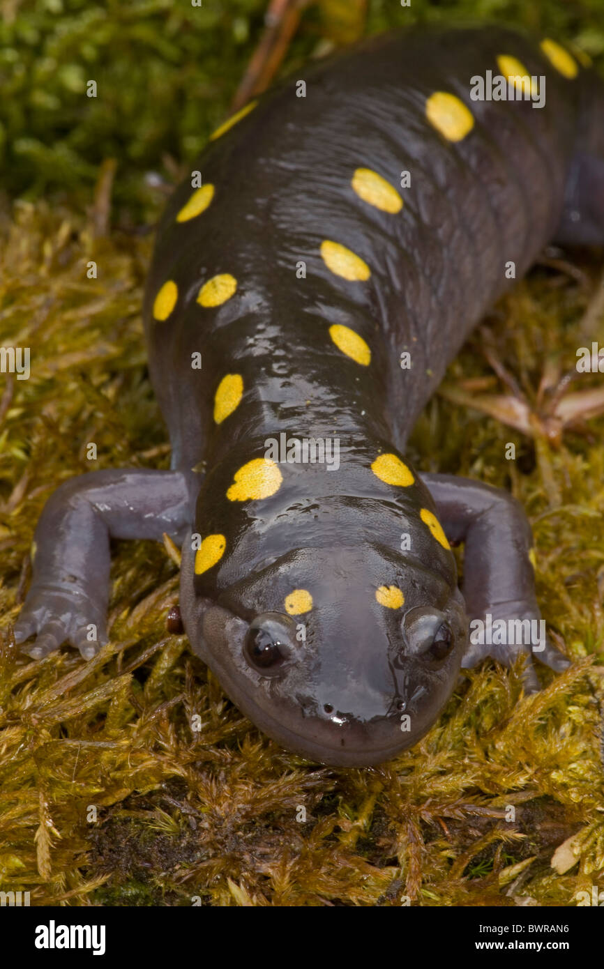 Spotted Salamander (Ambystoma maculatum) New York USA - In early spring ...