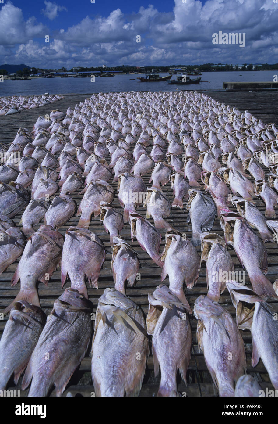 Malaysia State of Terengganu Southeast Asia town Kuala Dungun fish red ...