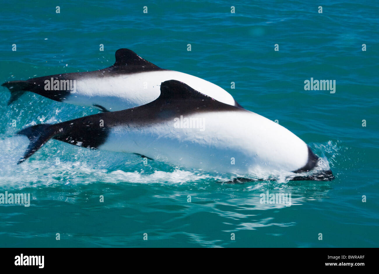 Commerson Dolphin Cephalorhynchus commersonii Patagonia Argentina South ...