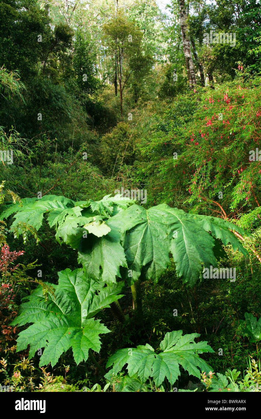 Nalca hi-res stock photography and images - Alamy