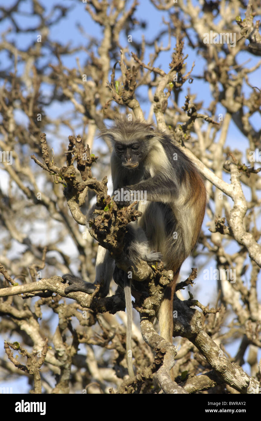 Zanzibar Red Colobus Piliocolobus kirkii Tanzania Indian Ocean Africa ...