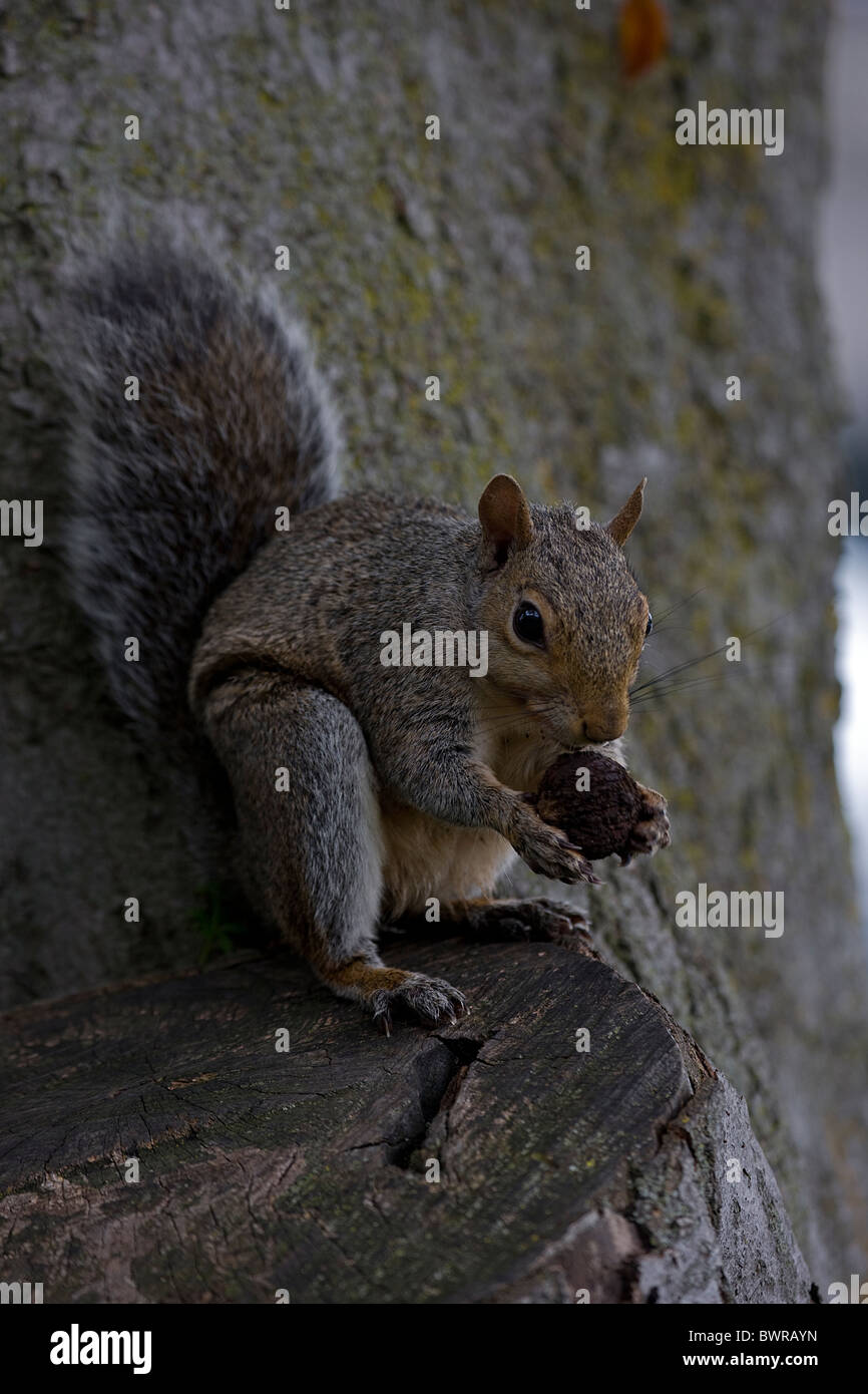 Eastern Gray Squirrel (Sciurus carolinensis) Eating nuts in tree - New ...