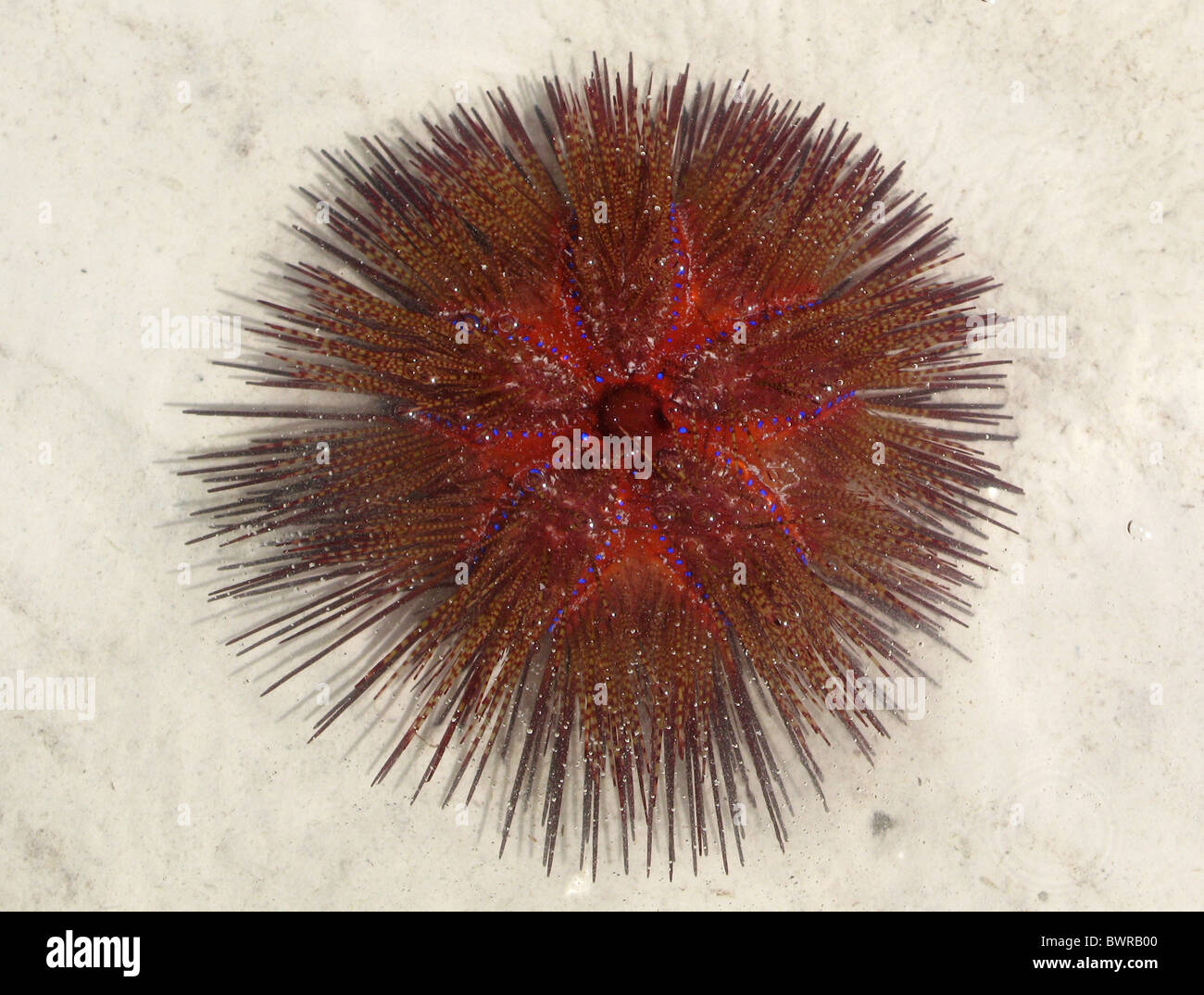 Astropyga Radiata Stock Photos & Astropyga Radiata Stock Images - Alamy