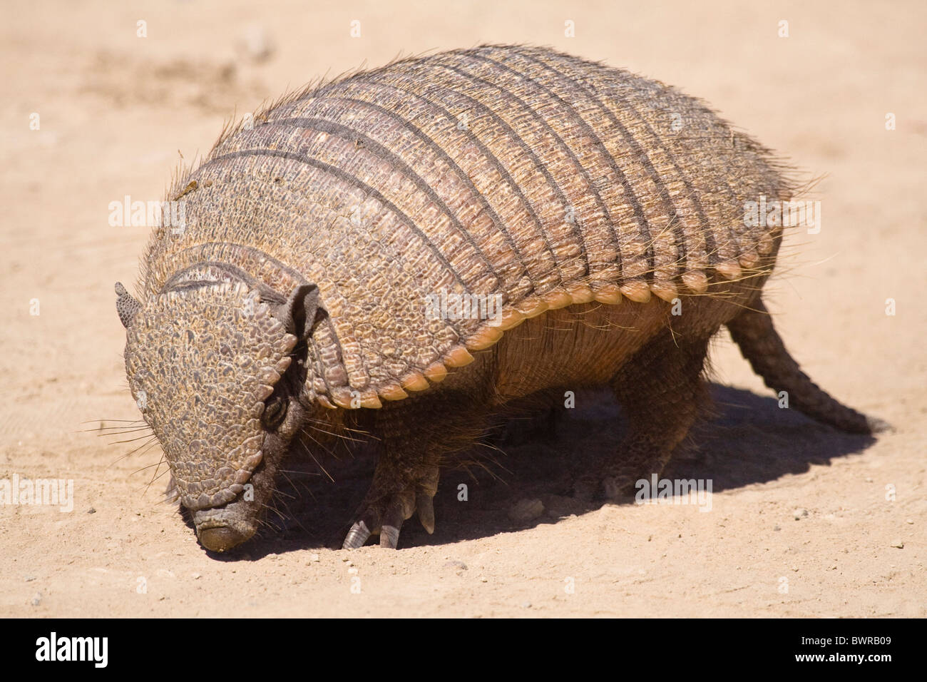 Pichi Zaedyus pichiy Peninsula valdes Argentina South America one ...