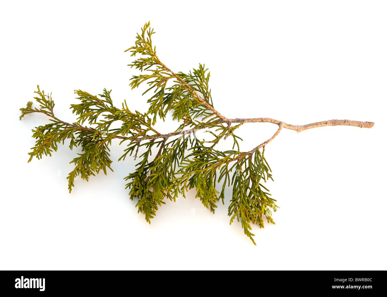 Juniperus virginiana hi-res stock photography and images - Alamy