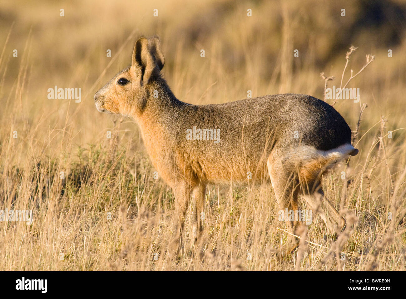 10834798 hi-res stock photography and images - Alamy