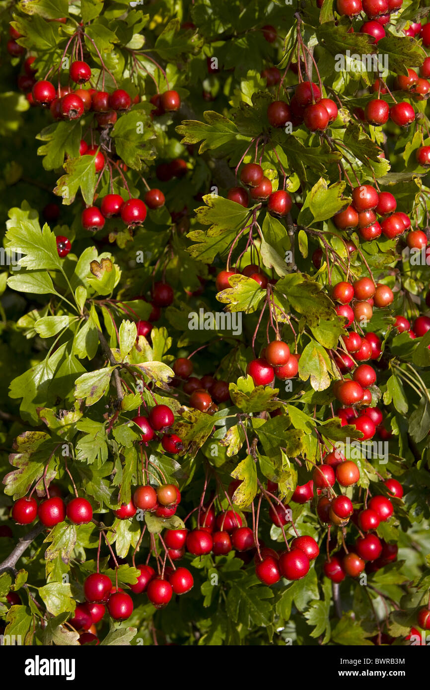 red berries of the hawthorn bush, crataegus monogyna Stock Photo - Alamy