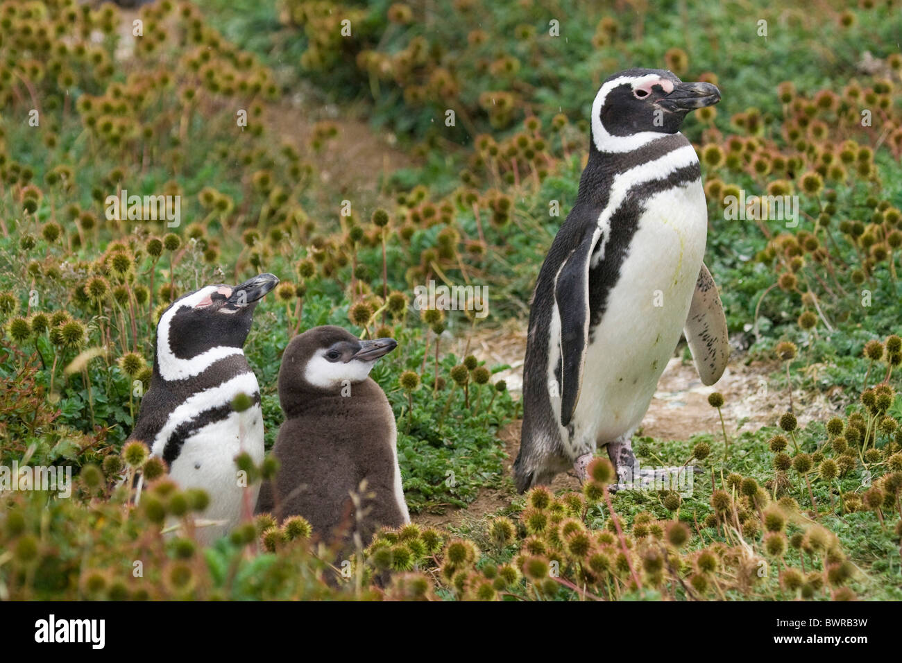 Chile South America Magellanic Penguin Spheniscus magellanicus Seno ...