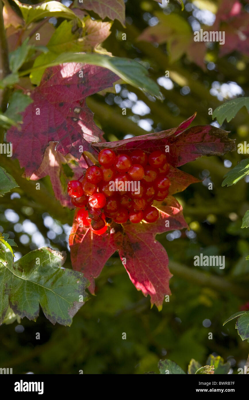 guelder rose Viburnum opulus Stock Photo - Alamy