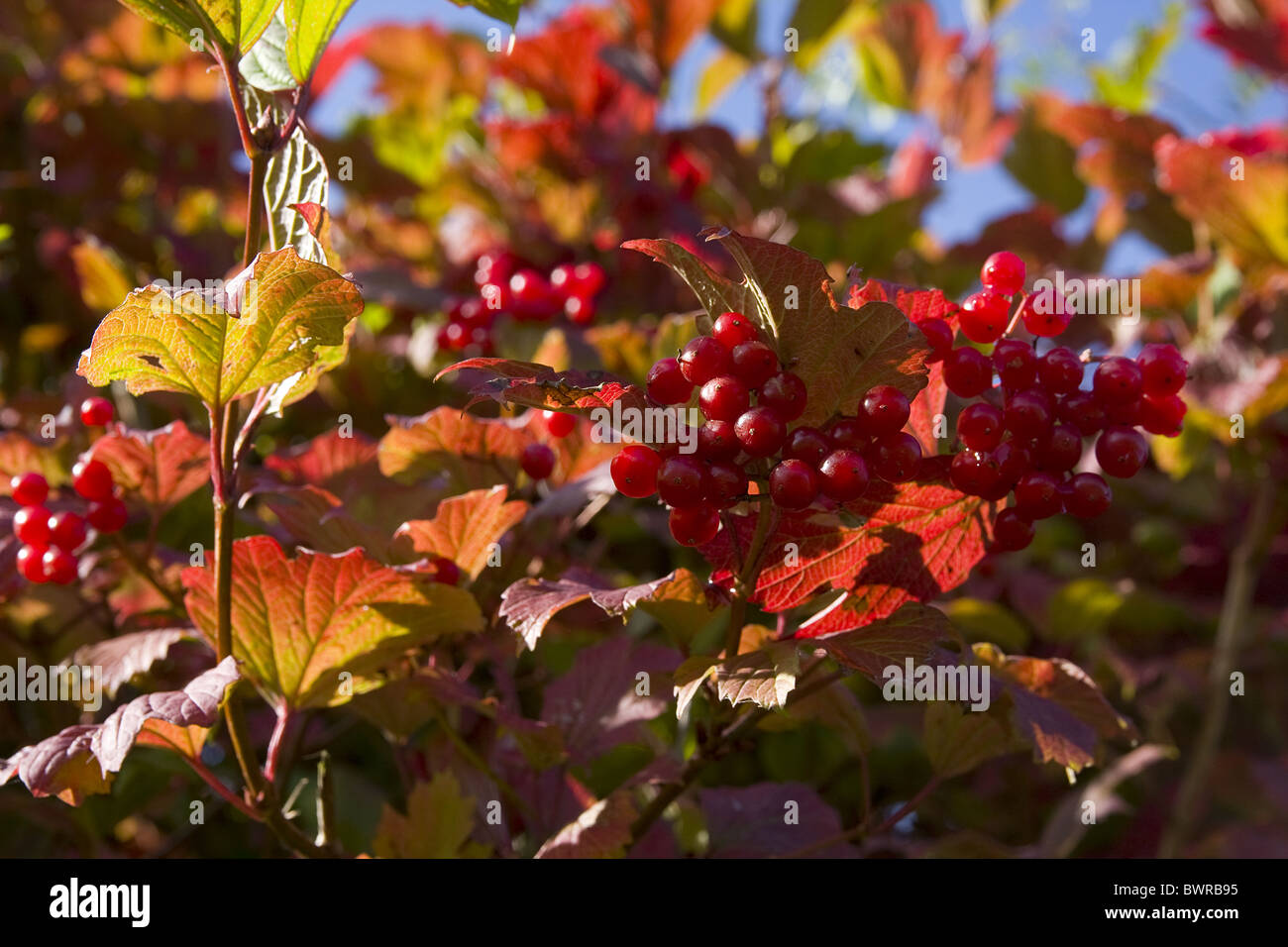 Guelder Rose Hedge High Resolution Stock Photography and Images - Alamy