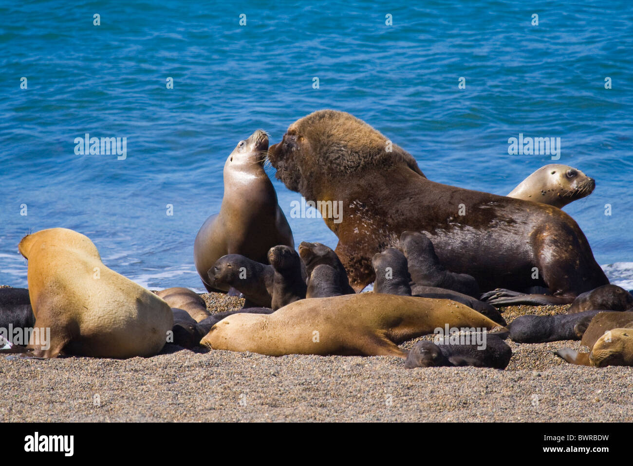 South American Sea Lion Otaria flavescens Valdes Peninsula Argentina ...
