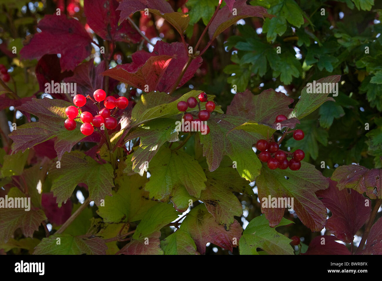 guelder rose Viburnum opulus Stock Photo - Alamy