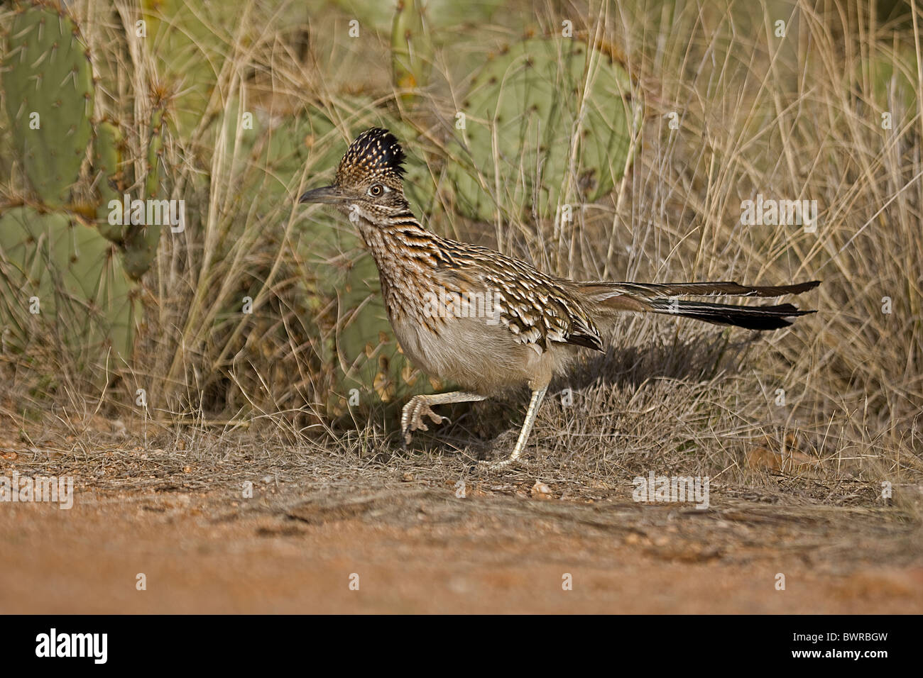 Arizona roadrunners hi-res stock photography and images - Alamy