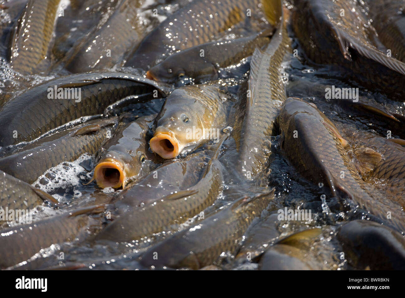 Carp (Cyrinus carpio) New York USA Swimming up channel from canal in ...