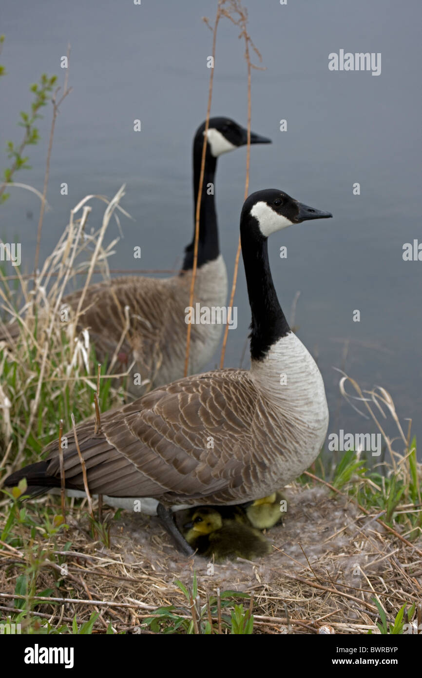 Canada Goose (Branta canadensis) Mother and father protecting young on ...