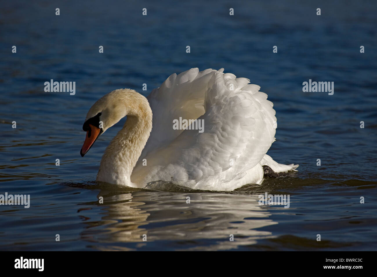 Animals of the ely kingdom hi-res stock photography and images - Alamy