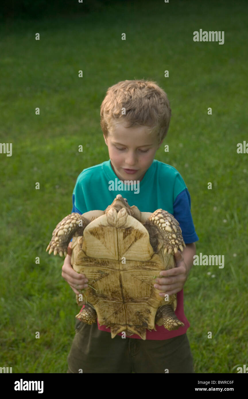 Blond tortoise hi-res stock photography and images - Alamy