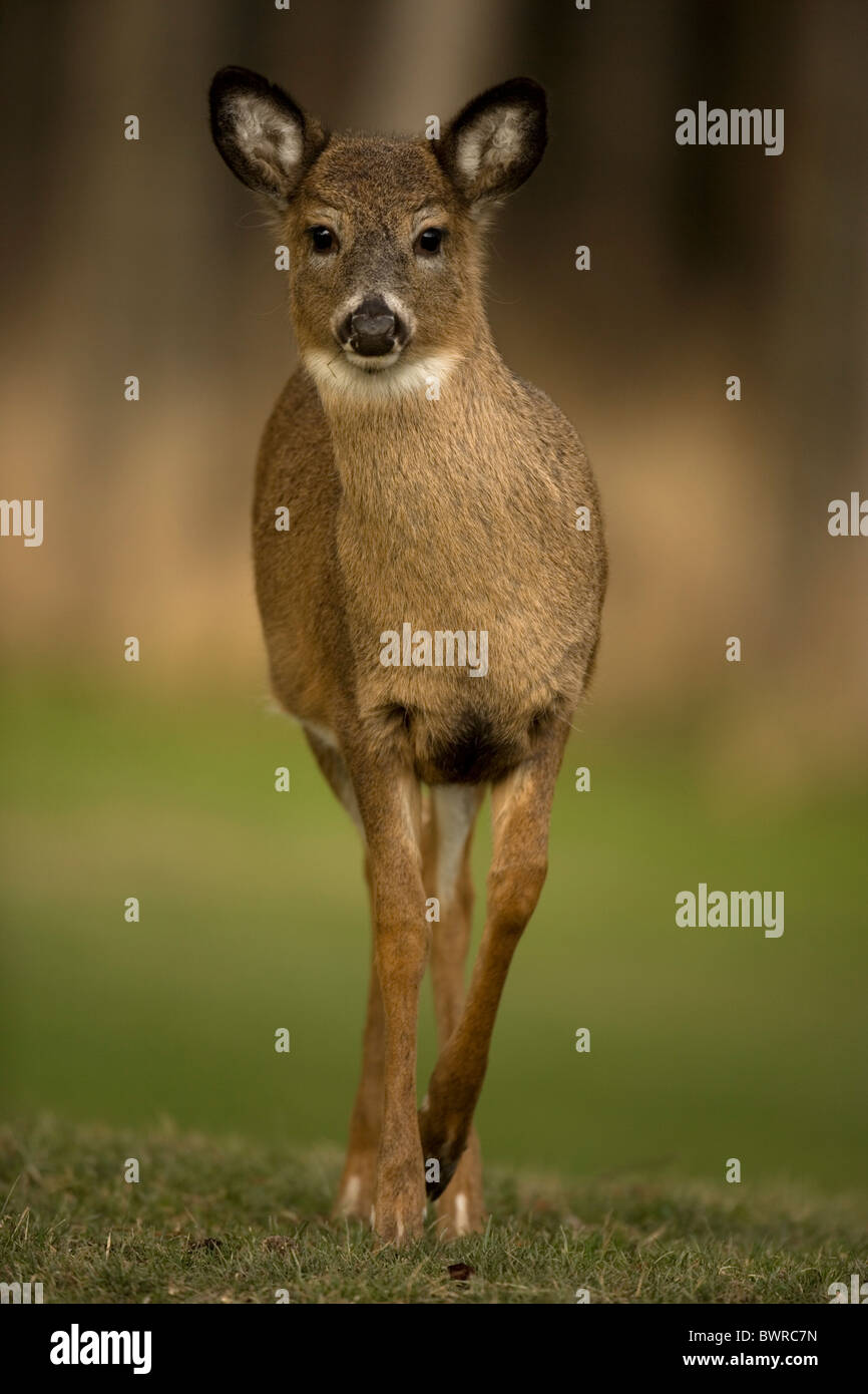 White tailed Deer Odocoileus virginianus New York Doe Stock Photo - Alamy