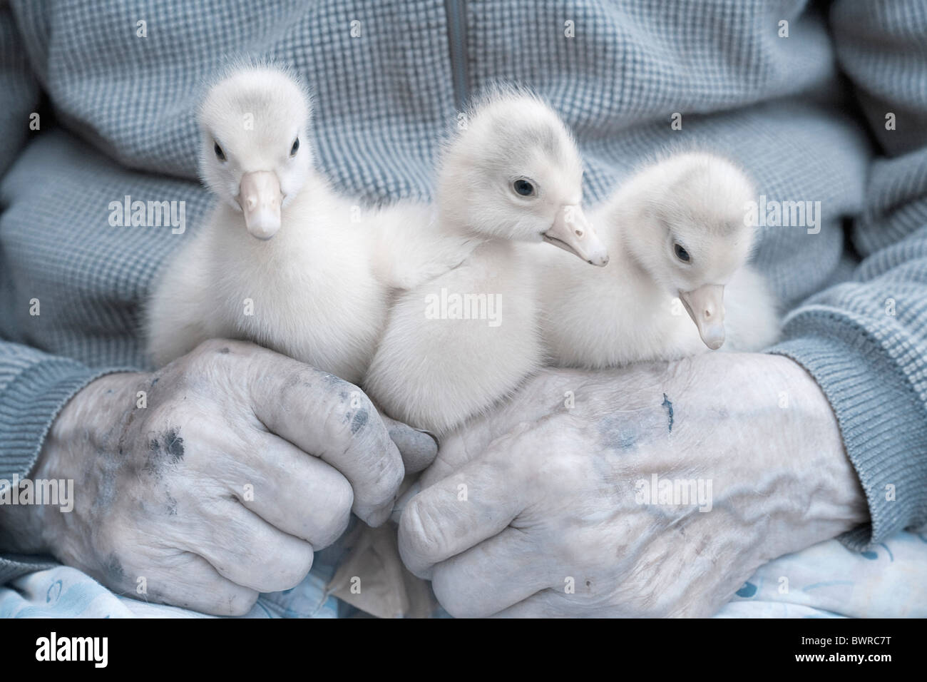 3 animals hi-res stock photography and images - Alamy