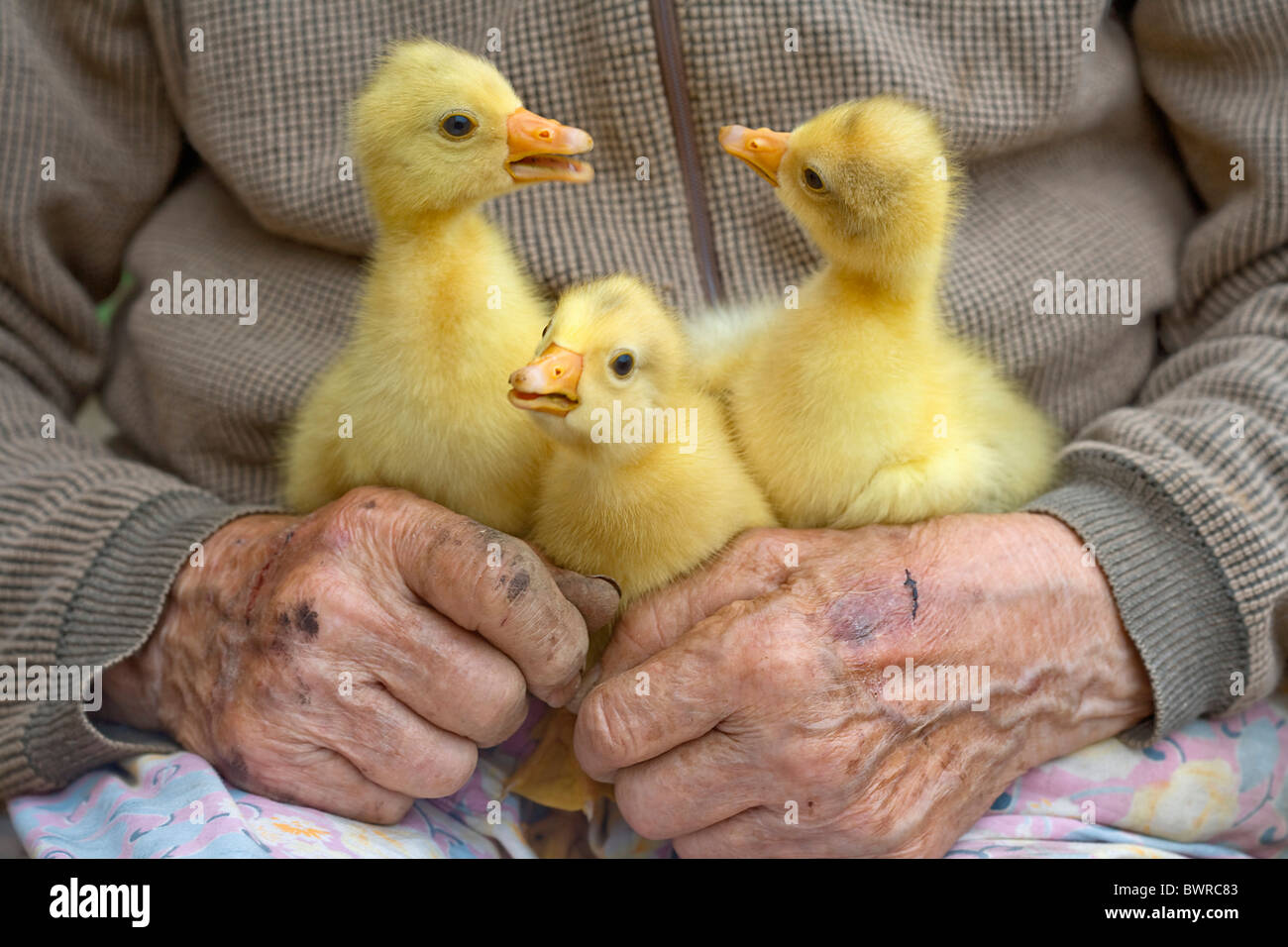 3 animals hi-res stock photography and images - Alamy