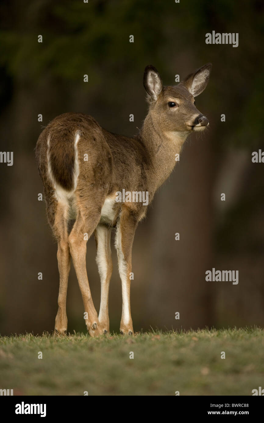 White tailed Deer Odocoileus virginianus New York Doe Stock Photo - Alamy