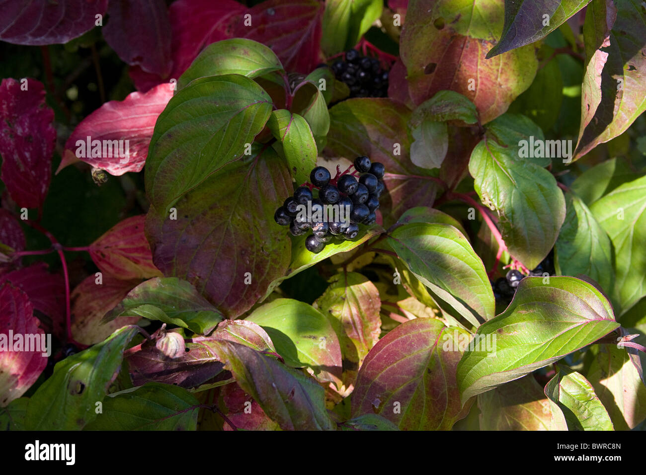 dogwood berry bush, cornus sanguinea, a conservation hedgerow in ...