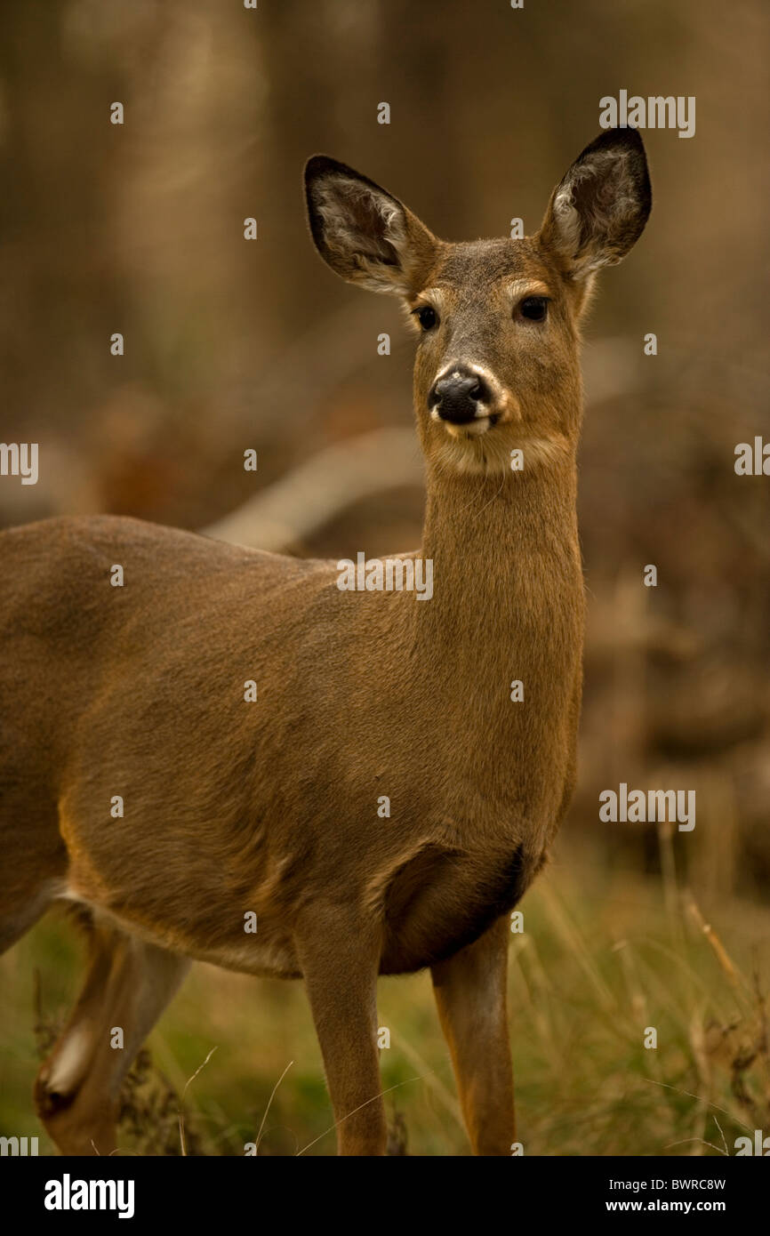 White tailed Deer Odocoileus virginianus New York Doe Stock Photo - Alamy
