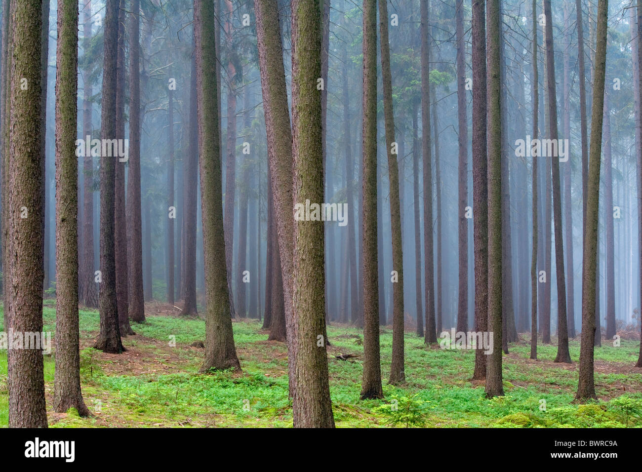 Conifers coniferous forests hi-res stock photography and images - Alamy
