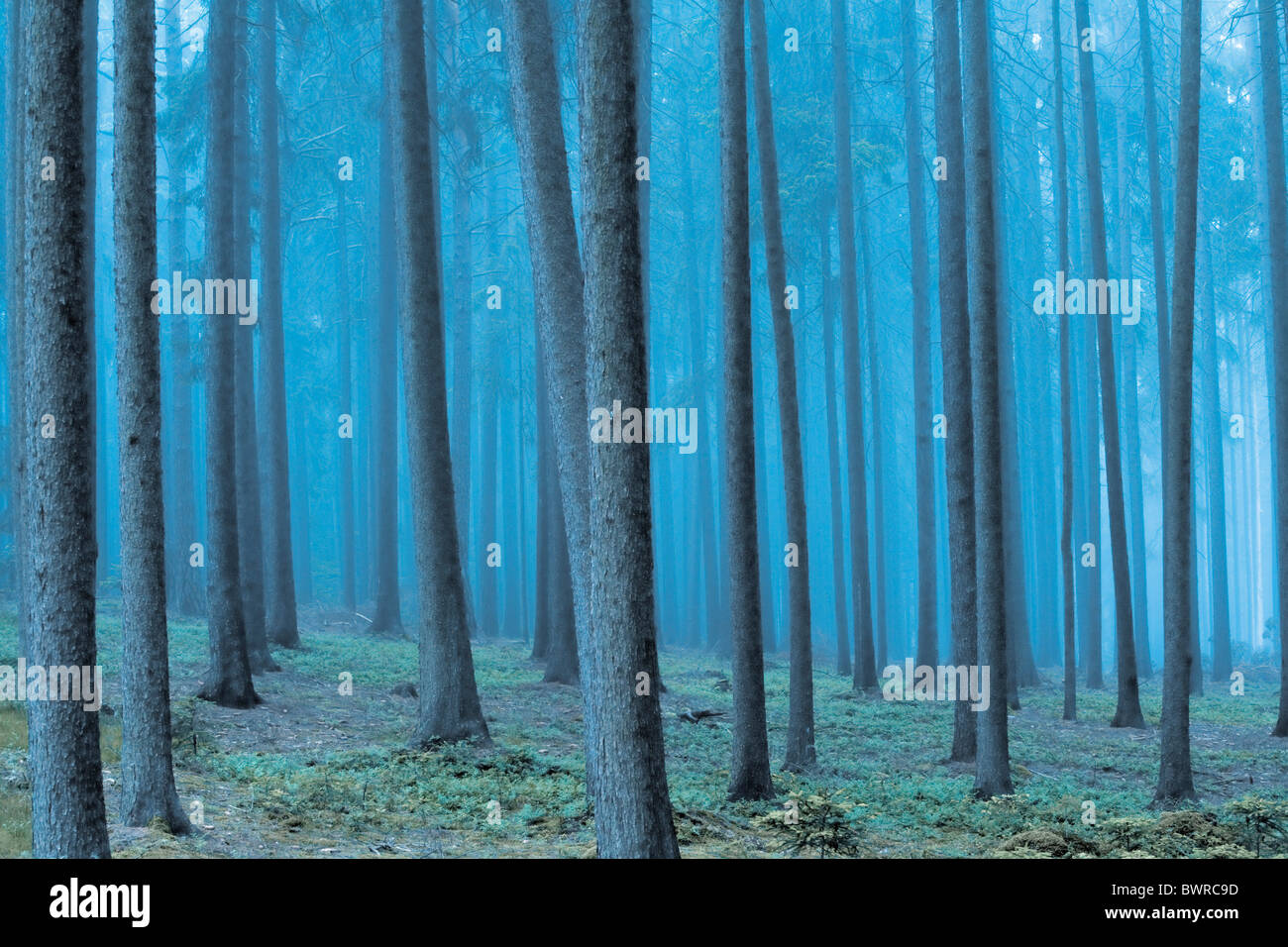 Conifer coniferous conifers hi-res stock photography and images - Alamy