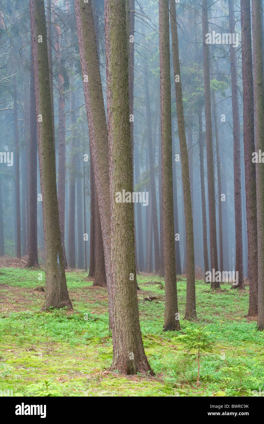 Conifer conifers coniferous hi-res stock photography and images - Alamy