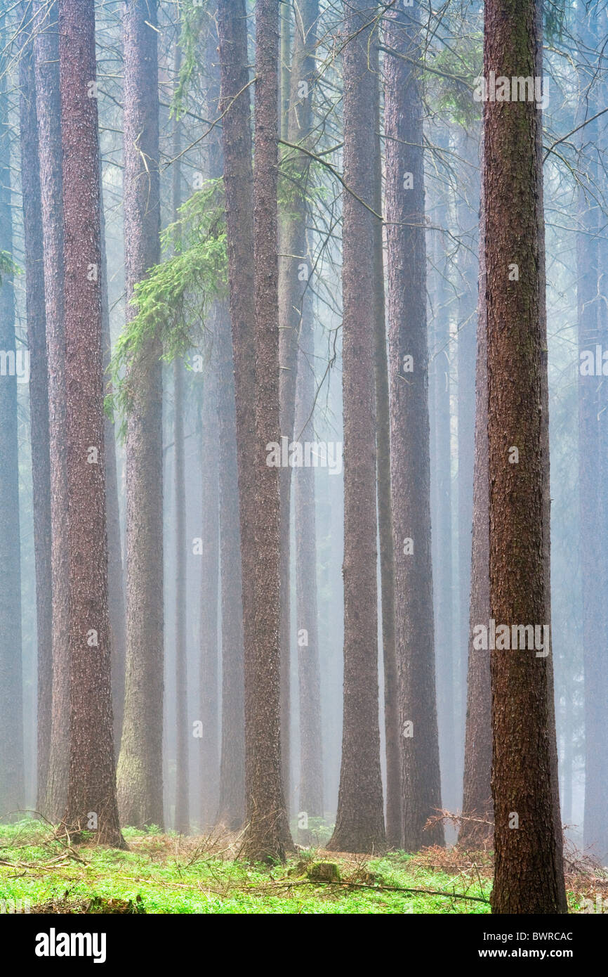 Conifer coniferous conifers hi-res stock photography and images - Alamy