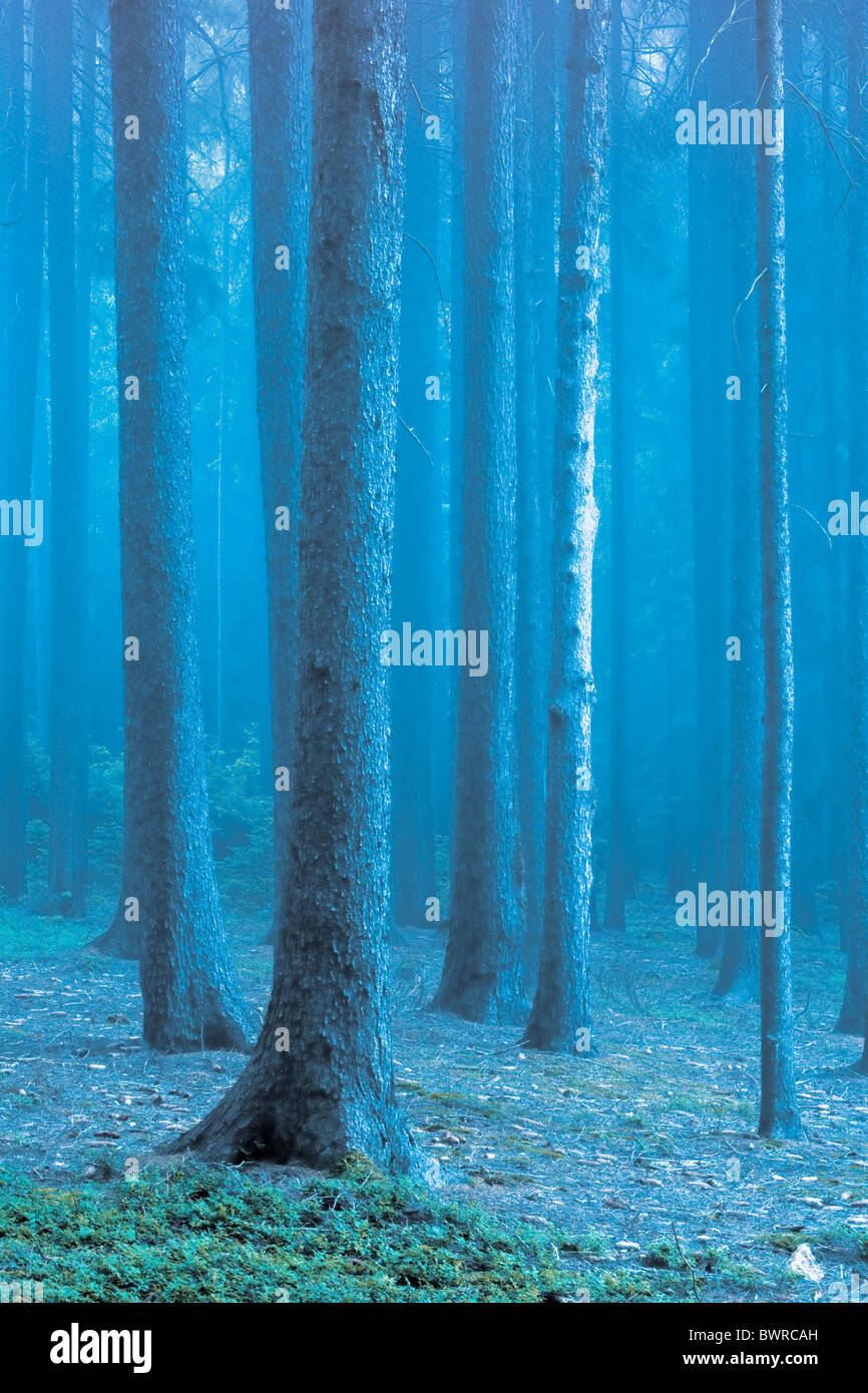 Conifer conifers coniferous hi-res stock photography and images - Alamy
