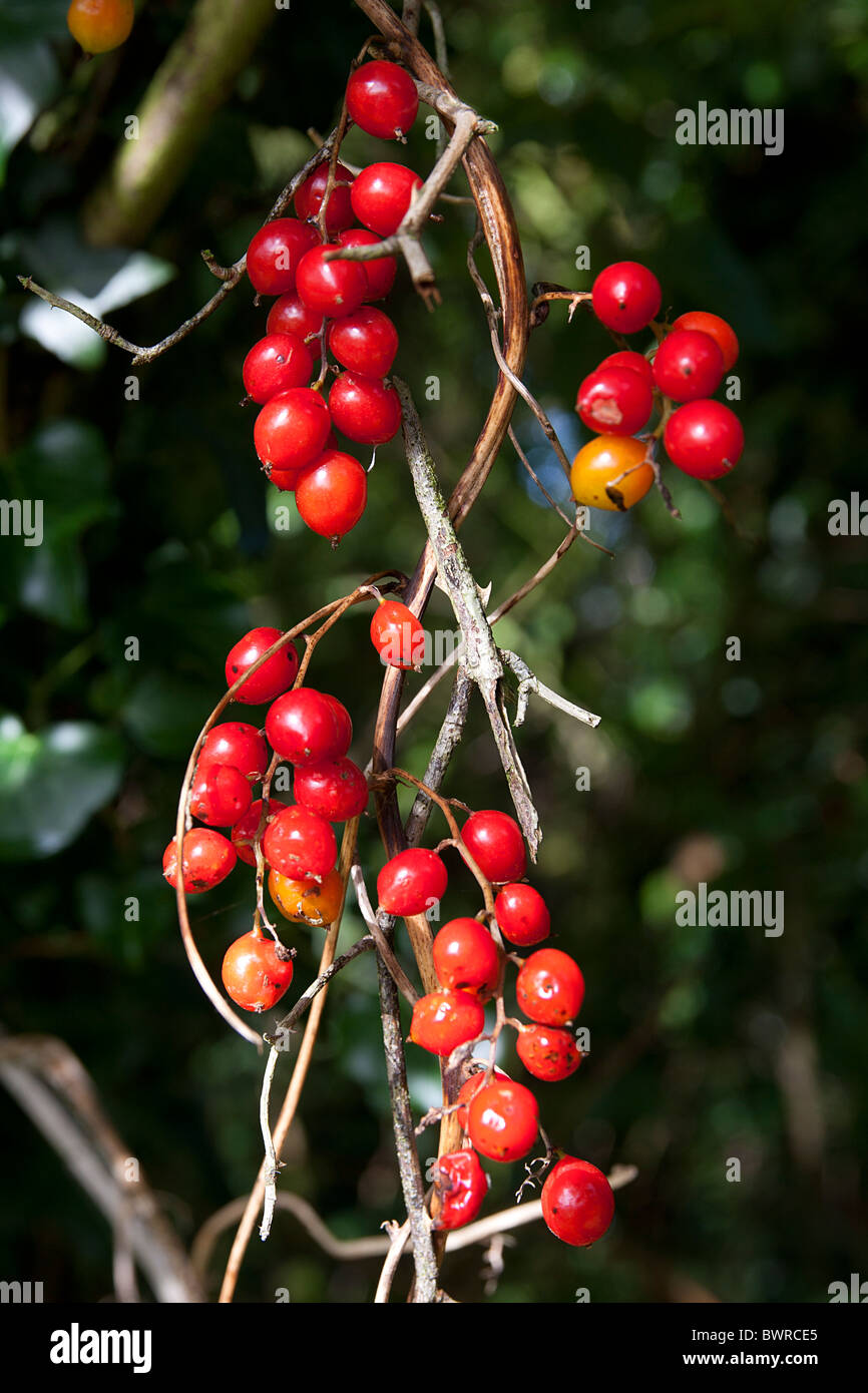 Bryony field hi-res stock photography and images - Alamy