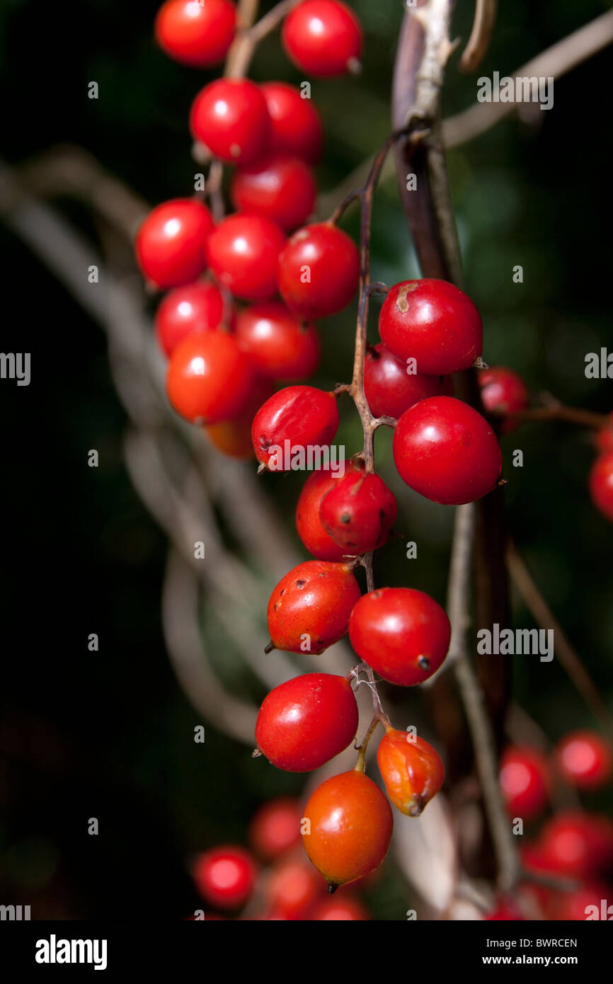 black bryony berries; tamus communis Stock Photo - Alamy