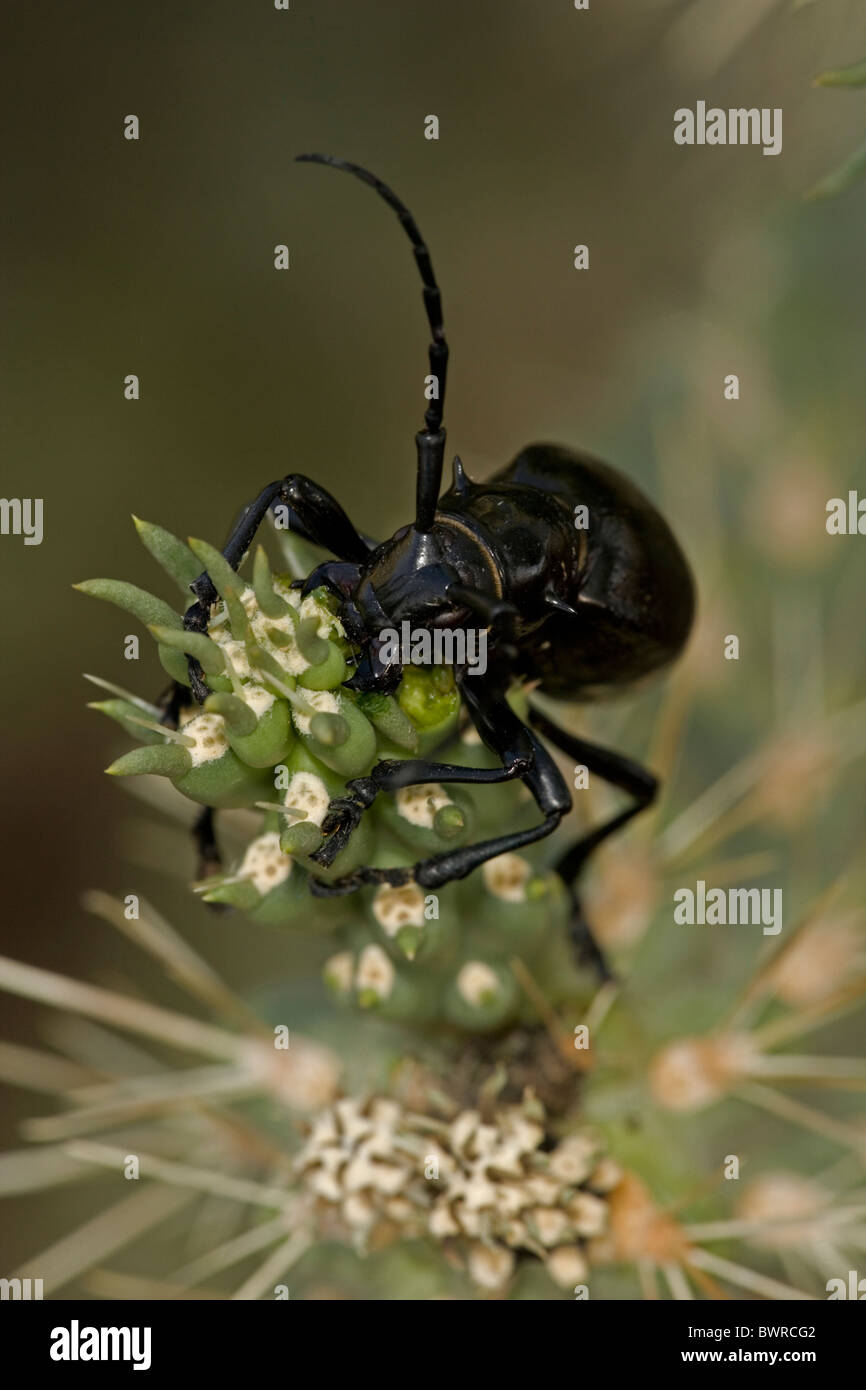 Long-horned Cactus Beetle (Moneilema gigas) - Arizona - Feeding on ...