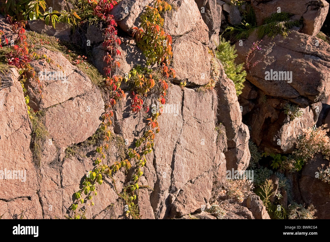 Trailing vines on rocks hi-res stock photography and images - Alamy