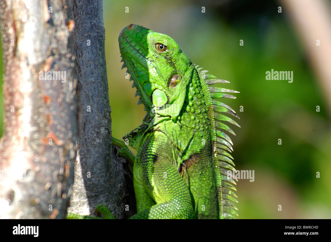 Animals of the caribbean hi-res stock photography and images - Alamy