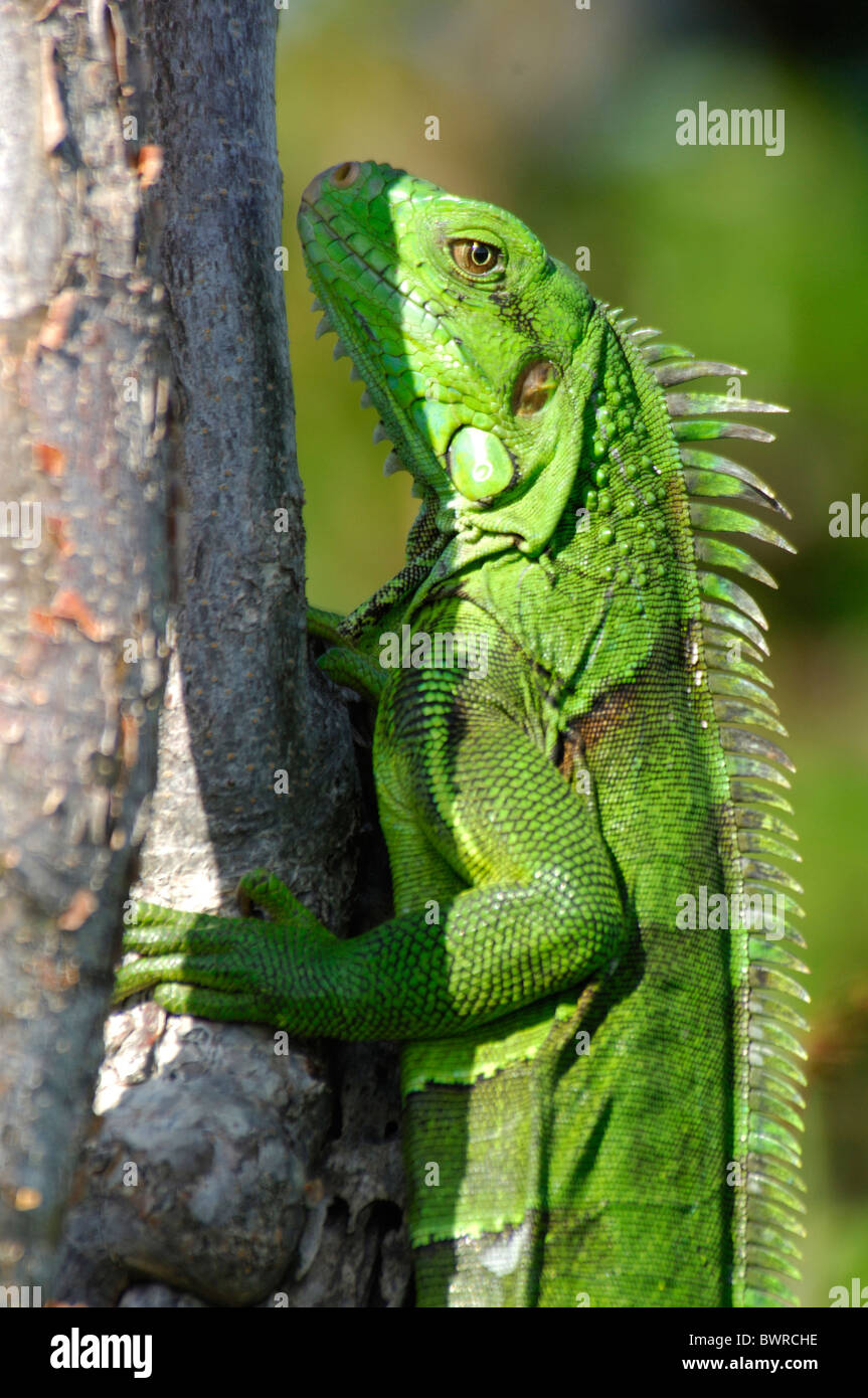 10843127 hi-res stock photography and images - Alamy