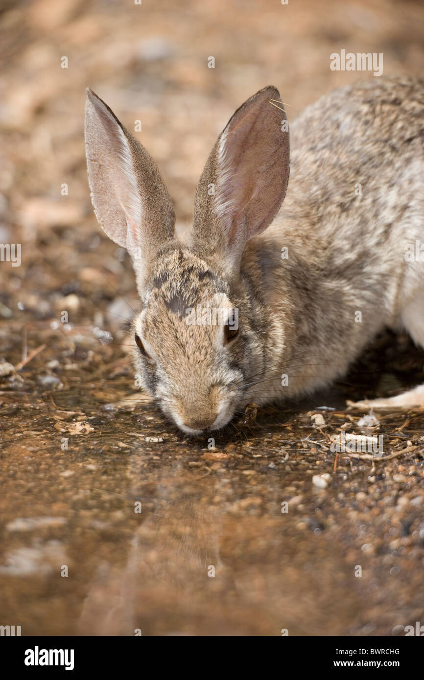 Rabbits drinking water hi-res stock photography and images - Alamy