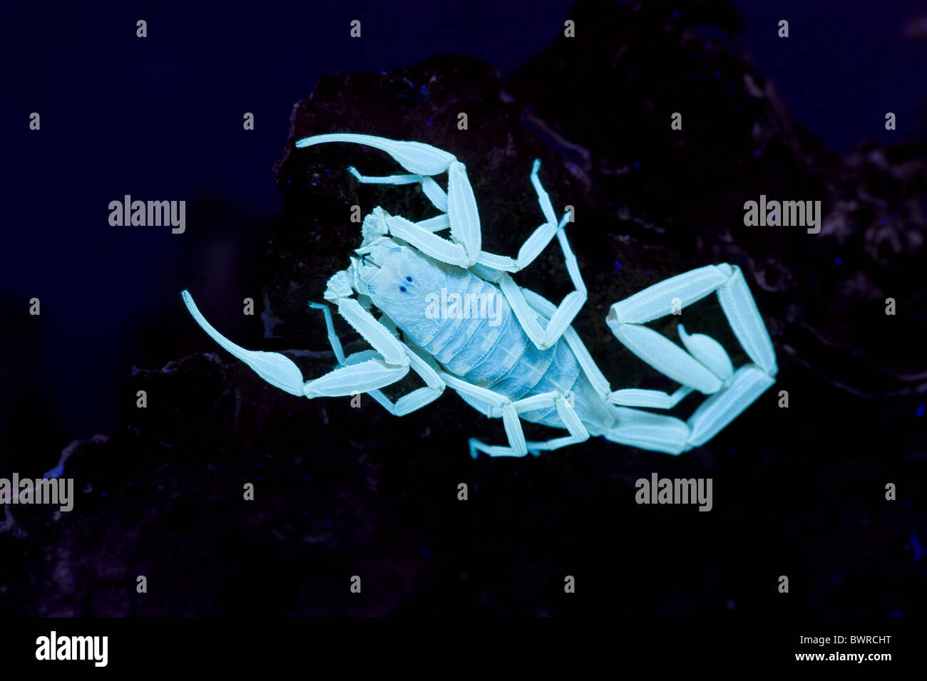 Bark Scorpion Centruroides exilicauda Photographed under UV light ...