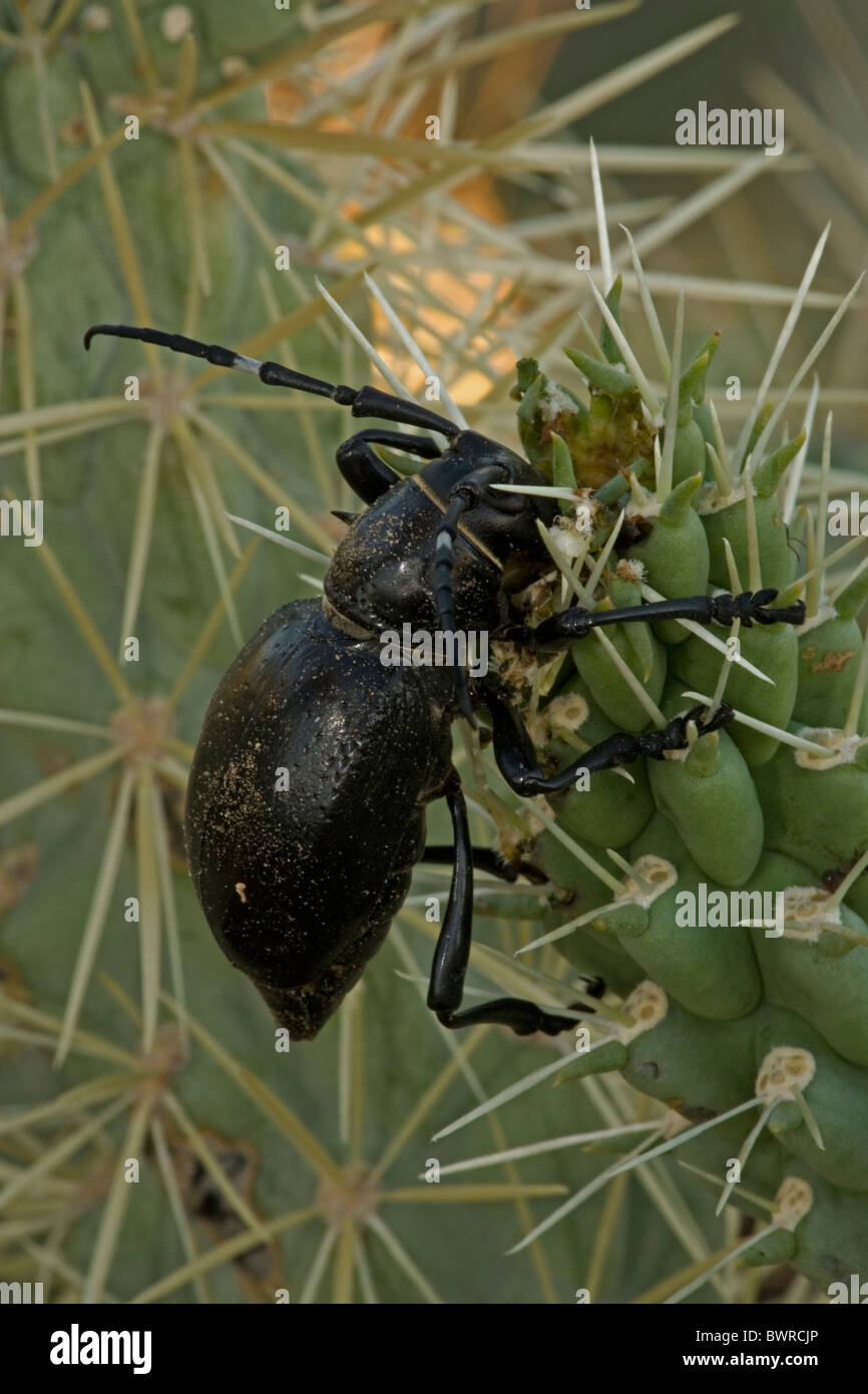 Long-horned Cactus Beetle (Moneilema gigas) - Arizona - Feeding on ...