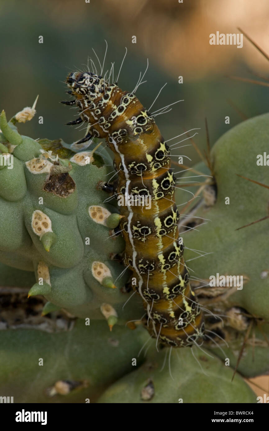 Cactus moth caterpillar hi-res stock photography and images - Alamy