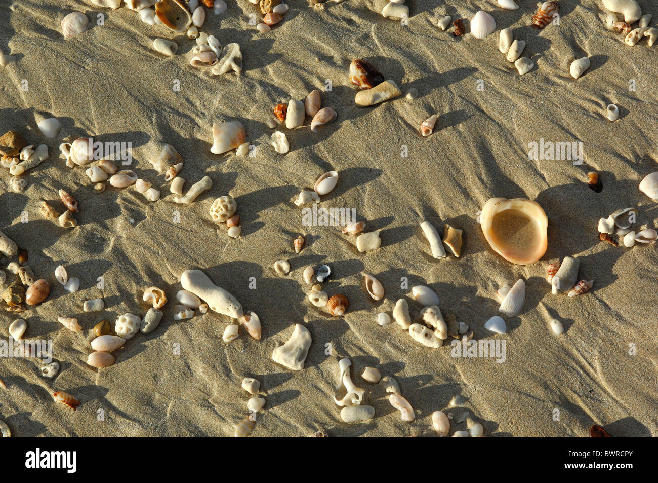 Antigua Shells Beach Hermitage Bay Resort Caribbean Island Sea slugs ...