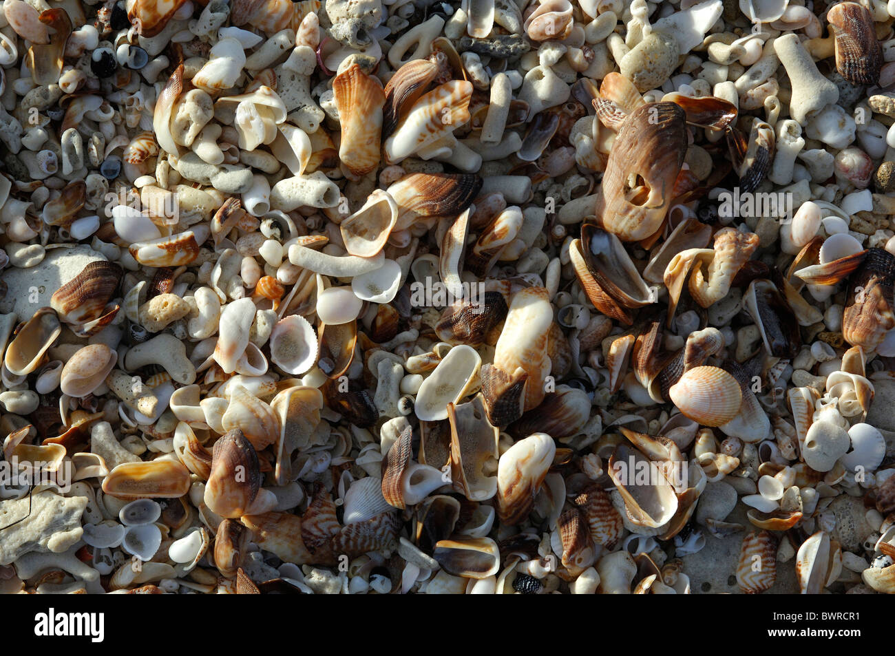 Antigua Shells Beach Hermitage Bay Resort Caribbean Island Sea slugs ...