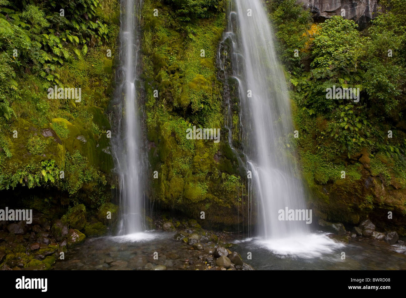 New Zealand Dawson Falls Flora Moss Water Waterfall Egmont national ...