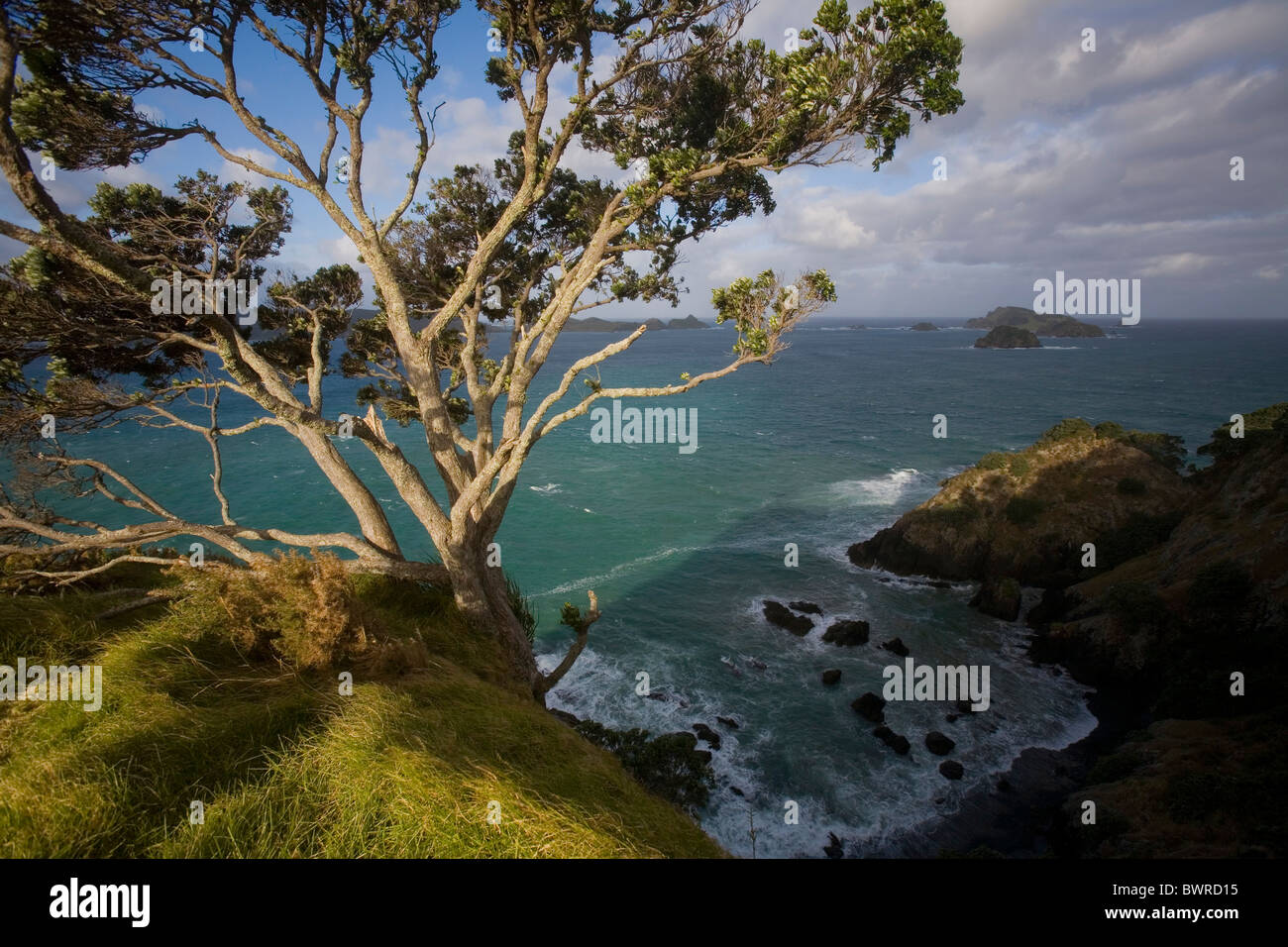 New Zealand Matauri Bay North island Tree Coast Sea Water Landscape ...